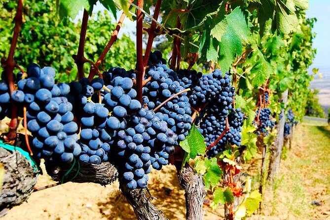Pienza, Montalcino, Brunello Wine and Pecorino Cheese PRIVATE TOUR from FLORENCE - Who is This Tour Best For?