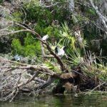 Plantation's Kings Bay Scenic Cruise - The Itinerary Breakdown