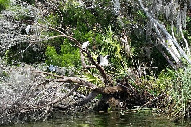 Plantation's Kings Bay Scenic Cruise - The Itinerary Breakdown