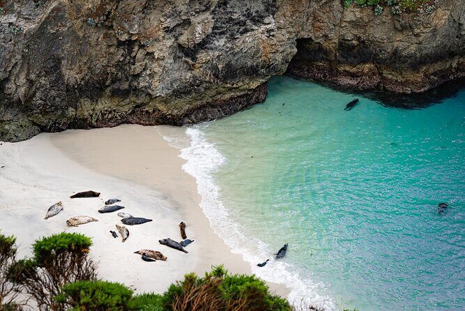 Point Lobos - A Private Charming Ocean Tour - The Pros of a Private, Self-Guided Tour