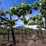 Pompeii Visit with Food and Wine tasting near Mt. Vesuvius - Authentic Experiences and Authentic Guides