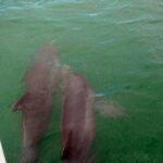 Pontoon Sightseeing and Shelling Excursion to Keeywaydin Island - What Could Be Better?