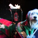 Popovich Comedy Pet Theater at Planet Hollywood Resort and Casino - What to Expect During Your Visit
