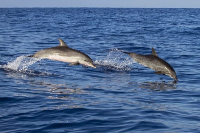 Pore: Dolphin Spotting Cruise with Included Drinks - Why the Experience Offers Good Value
