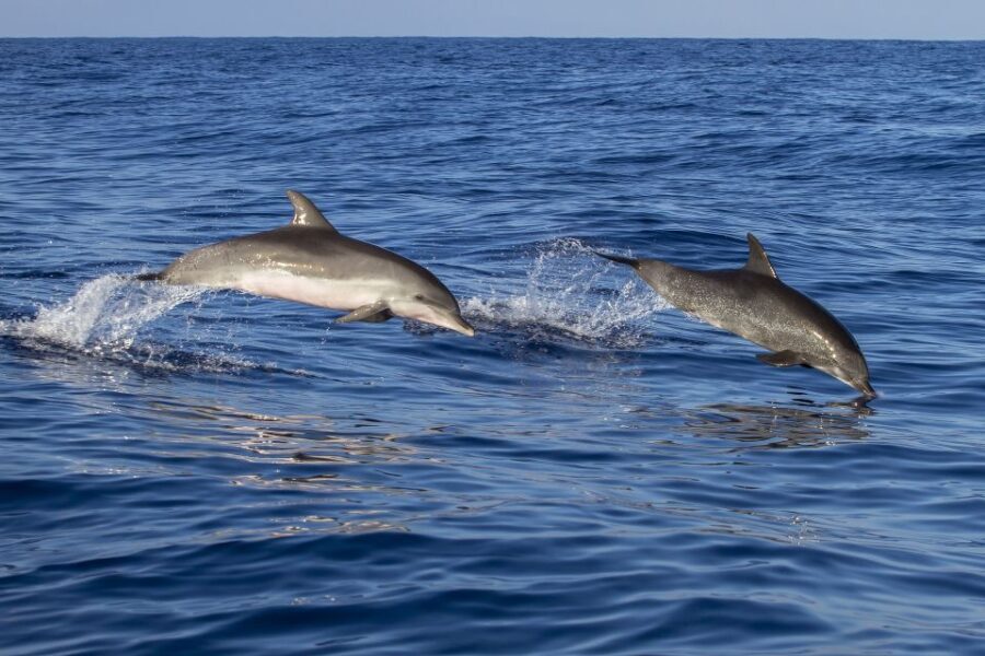 Pore: Dolphin Spotting Cruise with Included Drinks - Why the Experience Offers Good Value