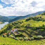 Porto: Dão Wineries Tour with Wine Tasting, Lunch and Cheese - Introduction: Personalities and Flavors of the Dão Region