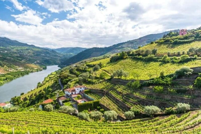 Porto: Dão Wineries Tour with Wine Tasting, Lunch and Cheese - Introduction: Personalities and Flavors of the Dão Region