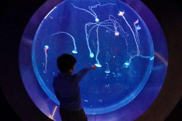 Prague: The World Of Jellyfish Entry Ticket w/ Drink - The Sum Up: Is It Worth It?