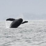 Premier Whale Watching and Wildlife Tour - The Practicalities: Price, Duration, and Booking