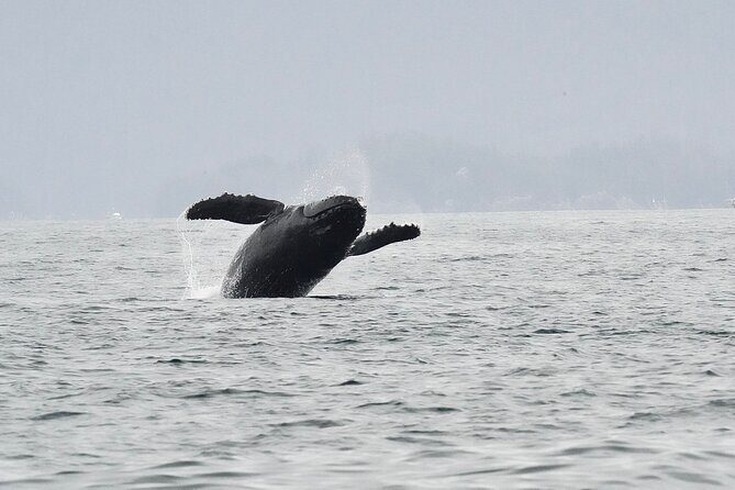 Premier Whale Watching and Wildlife Tour - The Practicalities: Price, Duration, and Booking