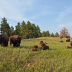 Premiere Private Black Hills Tour: Mt Rushmore, Crazy Horse & Custer State Park - What’s included and what’s not