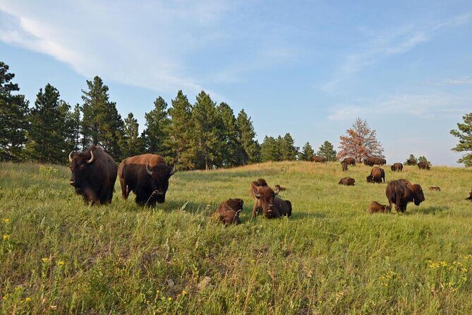Premiere Private Black Hills Tour: Mt Rushmore, Crazy Horse & Custer State Park - What’s included and what’s not