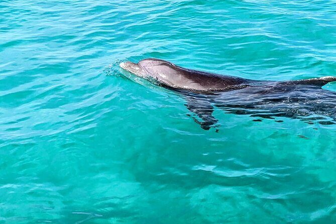 Premium Non-Private 3 Hour Crab Island and Eco Tour with Bathroom - What the Tour Includes and How It’s Structured