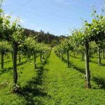 Premium Private Vinho Verde Tour:3 Wineries with Tastings & Lunch - Authentic Experiences and What Travelers Say