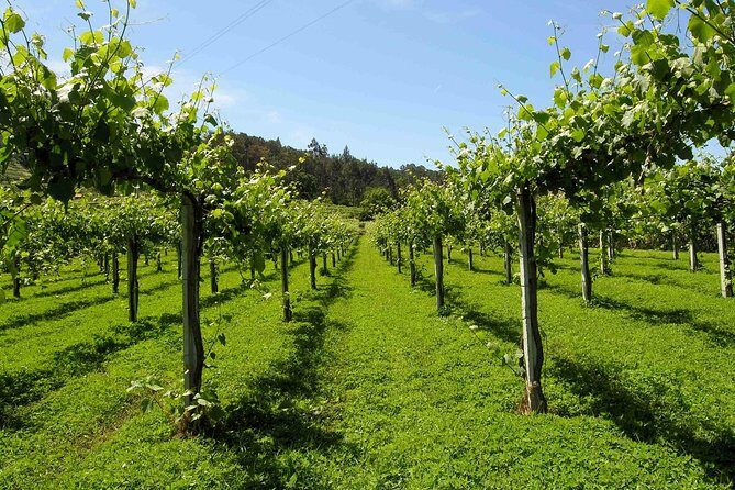 Premium Private Vinho Verde Tour:3 Wineries with Tastings & Lunch - Authentic Experiences and What Travelers Say