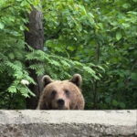 PREMIUM TOUR: Bears Safari on Transfagarasan Road - An In-Depth Look at the Tour Itinerary