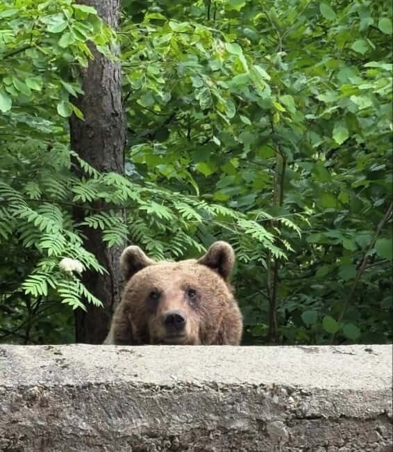 PREMIUM TOUR: Bears Safari on Transfagarasan Road - An In-Depth Look at the Tour Itinerary