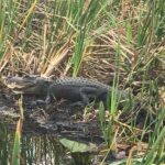 Private 1-Hour Airboat Tour of Miami Everglades - Practical Details to Keep in Mind