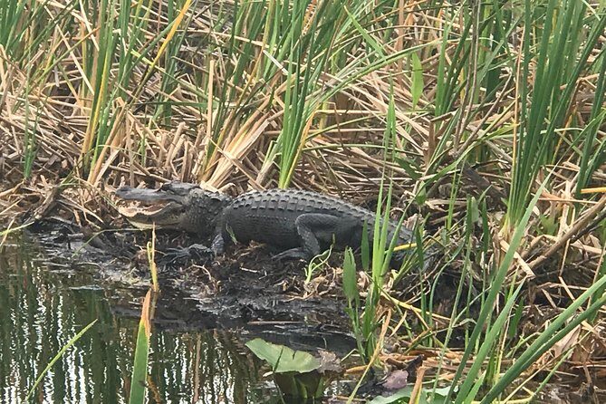 Private 1-Hour Airboat Tour of Miami Everglades - Practical Details to Keep in Mind