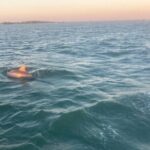 Private 2-Hour Dolphin and Sightseeing Tour - Itinerary Breakdown: What Makes Each Stop Special