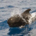 Private 2 hour Whale Watching Tour - The Itinerary in Detail