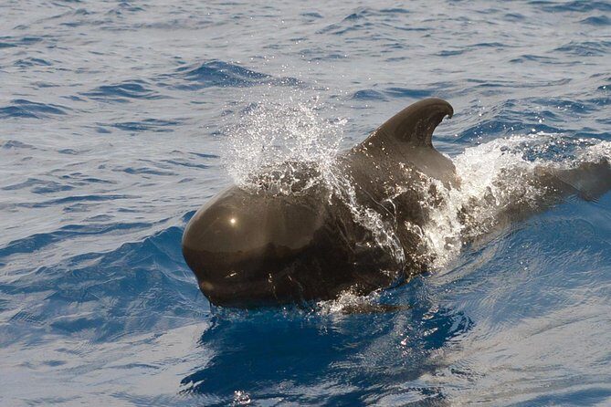 Private 2 hour Whale Watching Tour - The Itinerary in Detail