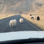 PRIVATE 2-Hours Tour - Westman Islands with a local in a BMW X5 - Practical Tips for Your Trip