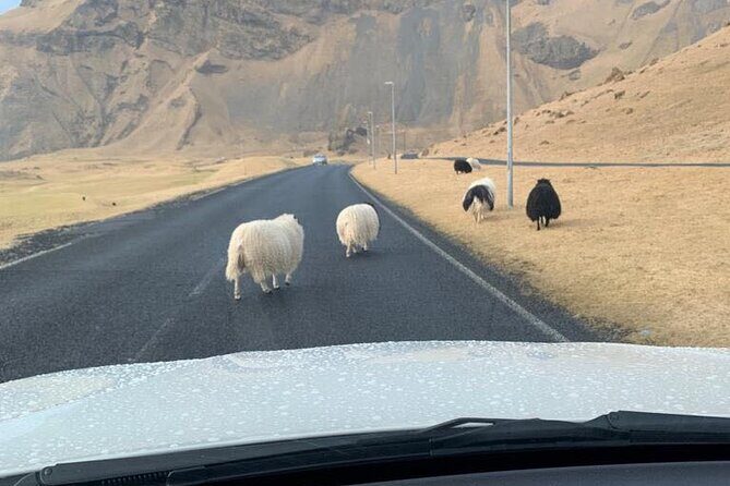 PRIVATE 2-Hours Tour - Westman Islands with a local in a BMW X5 - Practical Tips for Your Trip