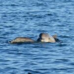 Private 3 Hour Powerboat Dolphin Cruise with Remote Beach Stop up to 6 guests - Why Choose This Tour?