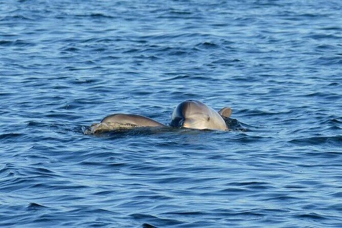 Private 3 Hour Powerboat Dolphin Cruise with Remote Beach Stop up to 6 guests - Why Choose This Tour?