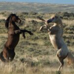 Private 4 Hour Red Canyon Wild Mustang Air Conditioned Van Tours - An In-Depth Look at the Red Canyon Mustang Tour