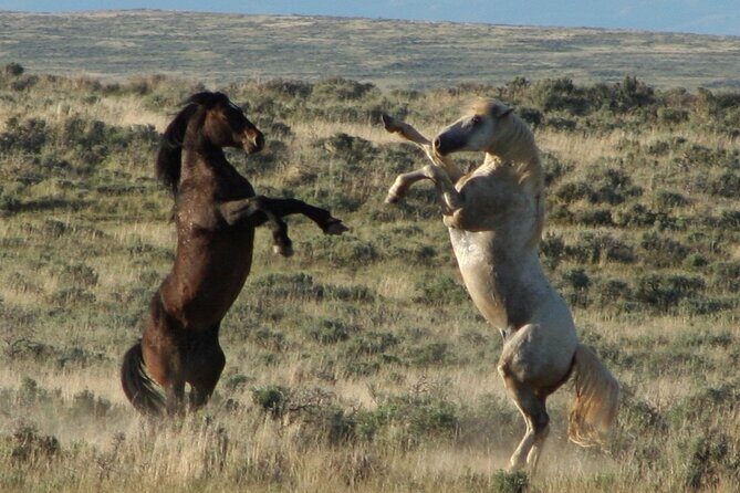 Private 4 Hour Red Canyon Wild Mustang Air Conditioned Van Tours - An In-Depth Look at the Red Canyon Mustang Tour