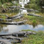 Private 4-hour Tour of Everglades from Miami Dade - Final Thoughts: Is This Tour Worth It?