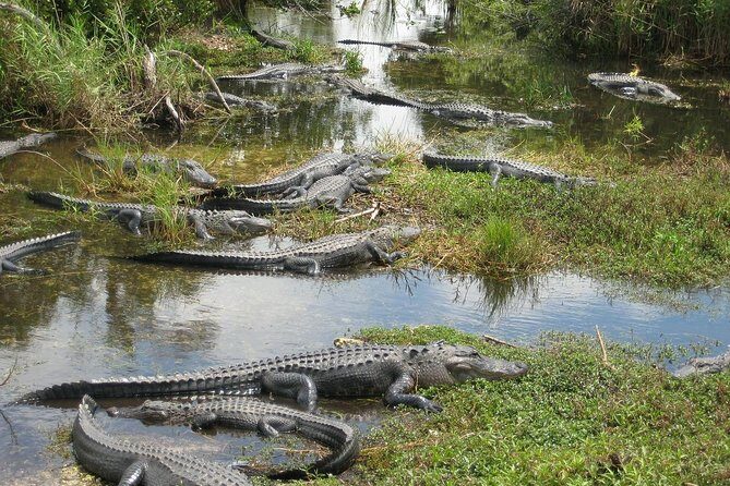Private 4-hour Tour of Everglades from Miami Dade - Final Thoughts: Is This Tour Worth It?