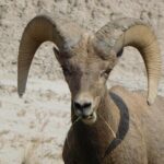 Private 5 Hour Badlands Tour with Local Experts - What Sets This Tour Apart