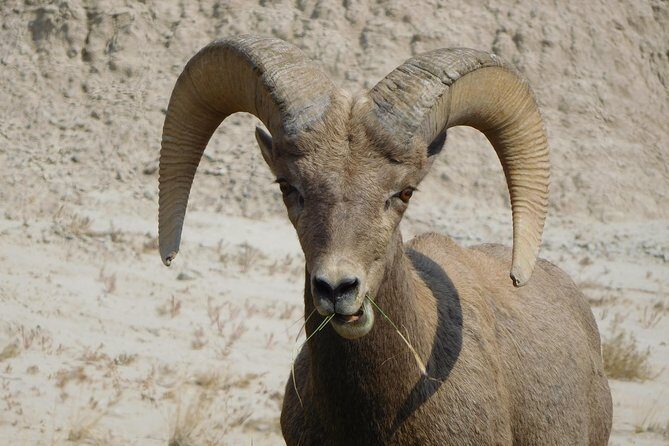 Private 5 Hour Badlands Tour with Local Experts - What Sets This Tour Apart