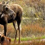 Private 8-Hour Grand Teton Adventure - A Deep Dive Into the Grand Teton Experience