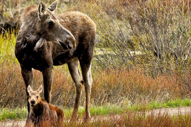Private 8-Hour Grand Teton Adventure - A Deep Dive Into the Grand Teton Experience