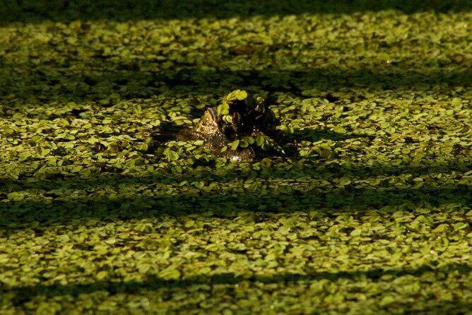 Private Airboat Swamp Tour - The Experience and Why It’s Worth It
