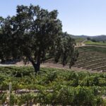 Private All-Inclusive 3-Winery Tour from Paso Robles/Atascadero - The Value of the Experience