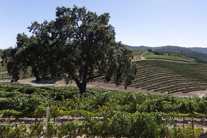 Private All-Inclusive 3-Winery Tour from Paso Robles/Atascadero - The Value of the Experience