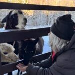 PRIVATE Alpaca Guided Forest Walk + Feeding Helsinki - The Sum Up