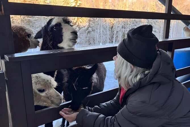 PRIVATE Alpaca Guided Forest Walk + Feeding Helsinki - The Sum Up