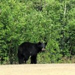 Private Arctic Circle Expedition from Fairbanks - The Itinerary: What to Expect