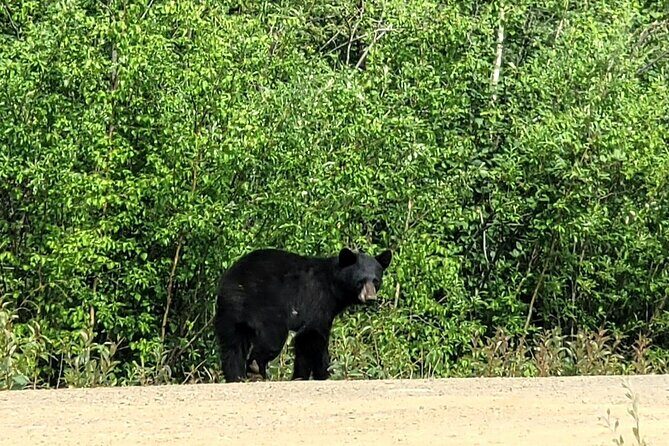 Private Arctic Circle Expedition from Fairbanks - The Itinerary: What to Expect