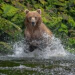 Private Bear Viewing By Seaplane - Why Travelers Love This Tour