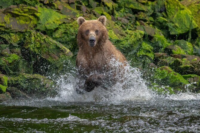 Private Bear Viewing By Seaplane - Why Travelers Love This Tour