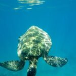 Private Beginner Paddleboard Lesson with Snorkel in Turtle Town - The Experience’s Benefits in Context