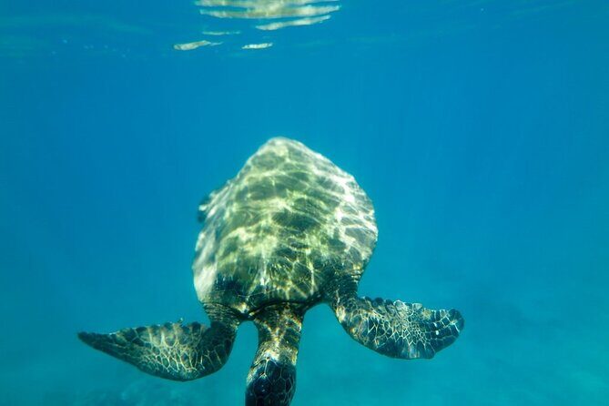 Private Beginner Paddleboard Lesson with Snorkel in Turtle Town - The Experience’s Benefits in Context