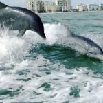 Private Best of Marco Island Dolphin Tour - Detailed Breakdown of the Itinerary